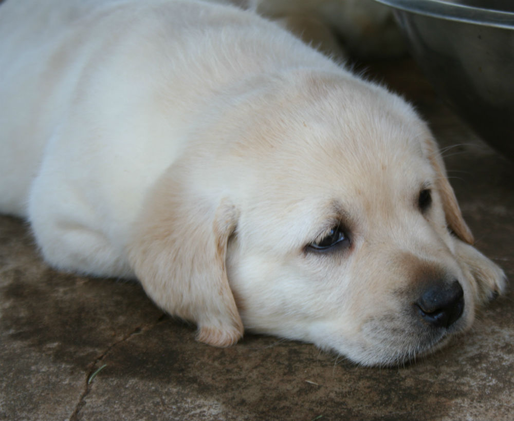 KLOOFZIGHT – Labrador Retrievers