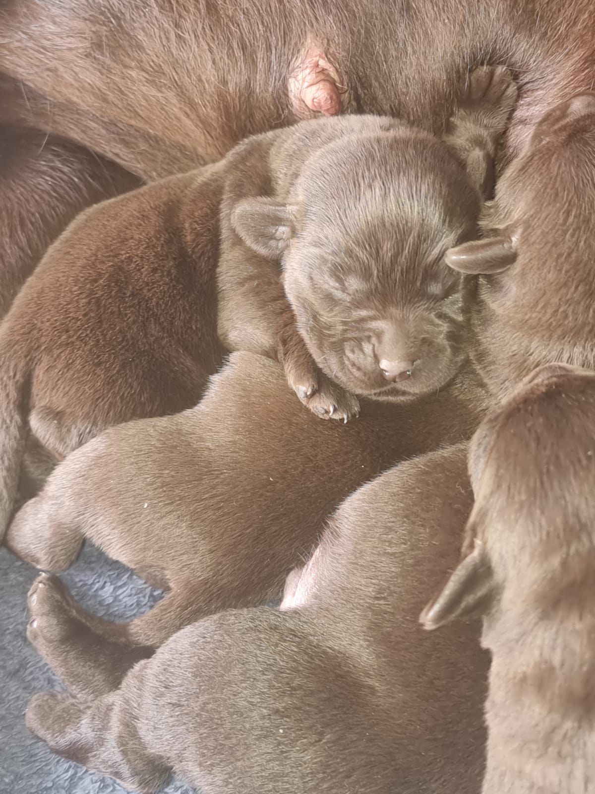 Rizzy Pups | KLOOFZIGHT